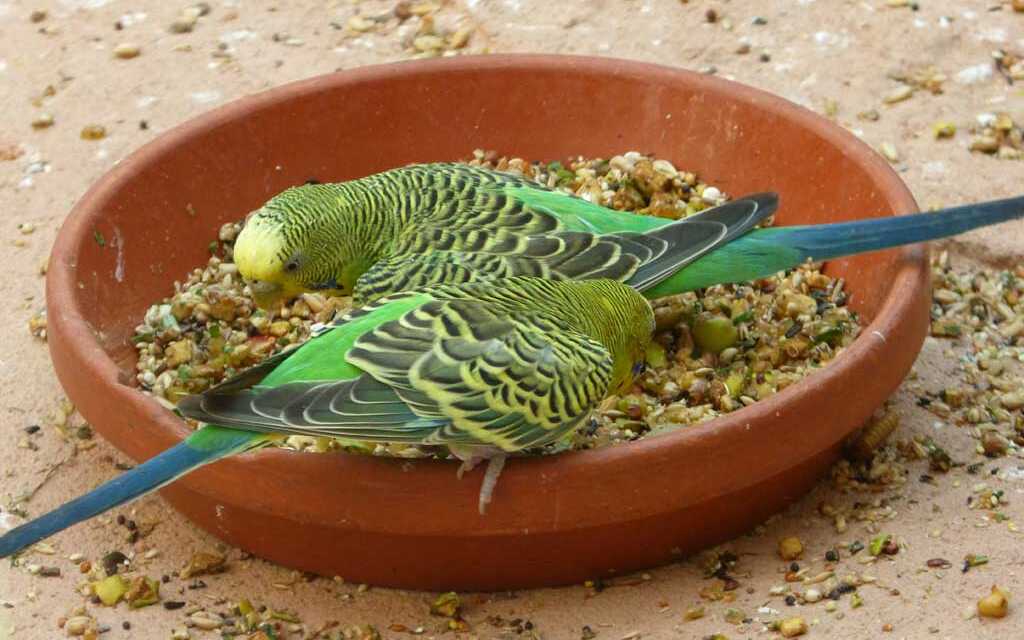 Nourriture de perruche | ZooFania