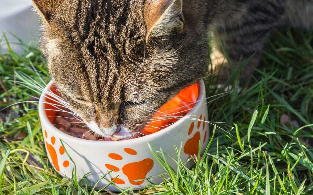 How To Feed Your Cat? | ZooFania