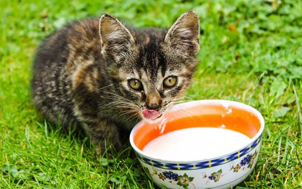 Comment nourrir votre chaton ? | ZooFania