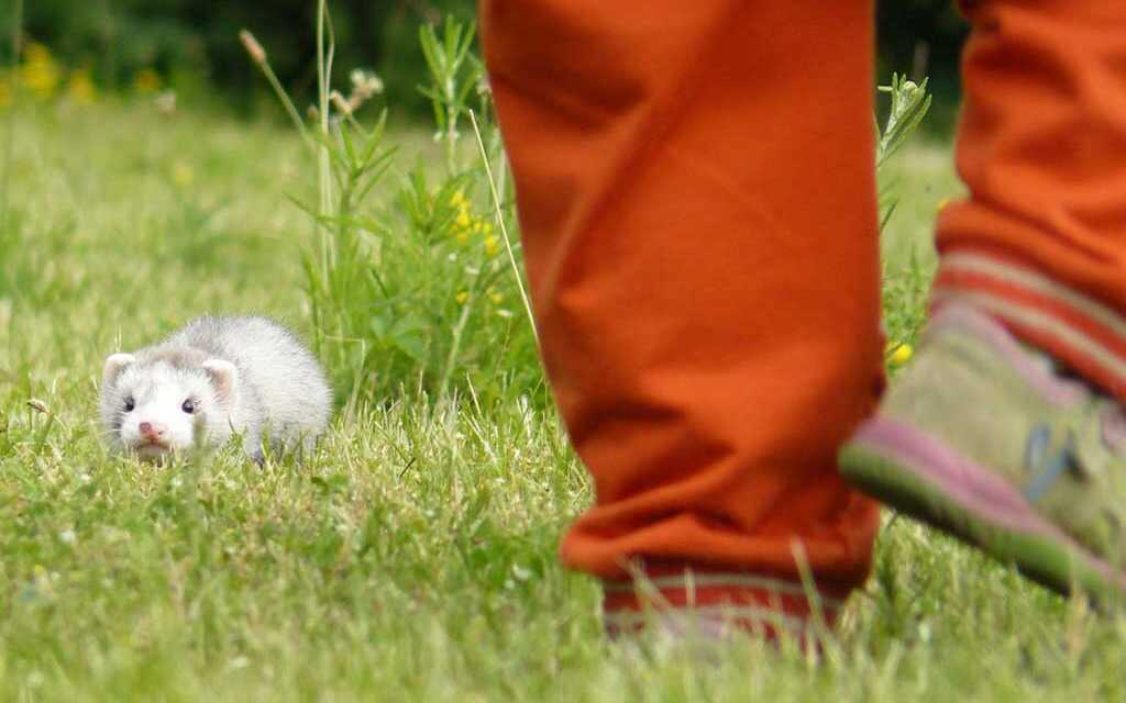 How to train your ferret? | ZooFania