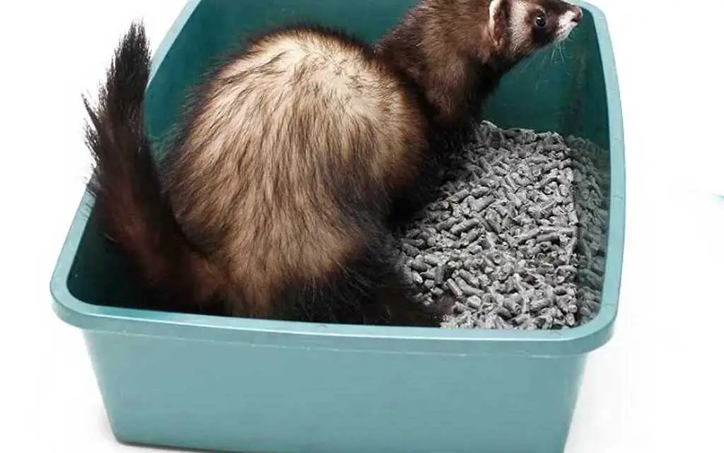 Quelle litière de furet choisir ? | ZooFania