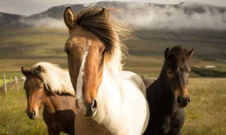 Quel cheval choisir parmi les types et races existantes ? | ZooFania