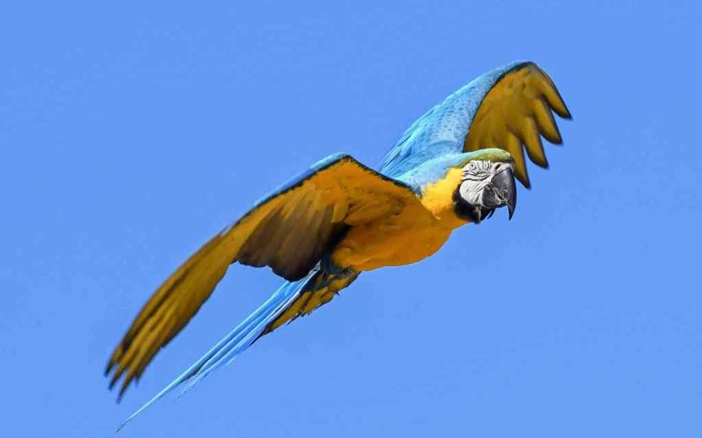 Comment retrouver votre perroquet ? | ZooFania