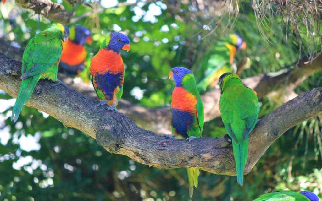 How To Choose Your Parrot? | ZooFania