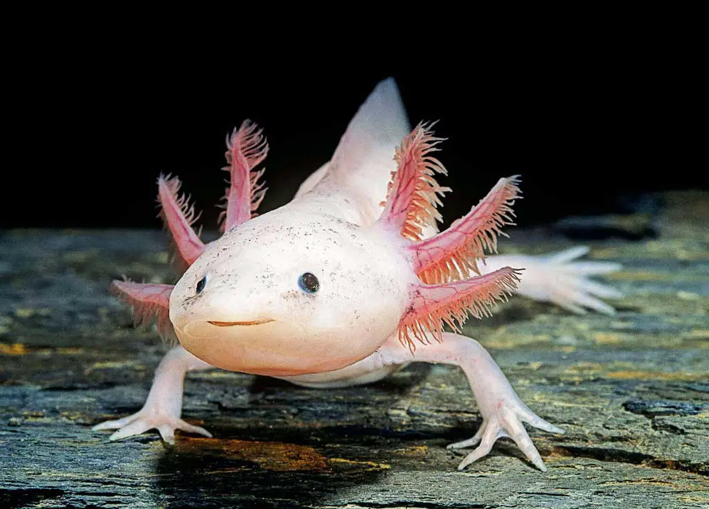 8 Mascotas Inusuales: Animales Exóticos y Compañeros Ideales | ZooFania