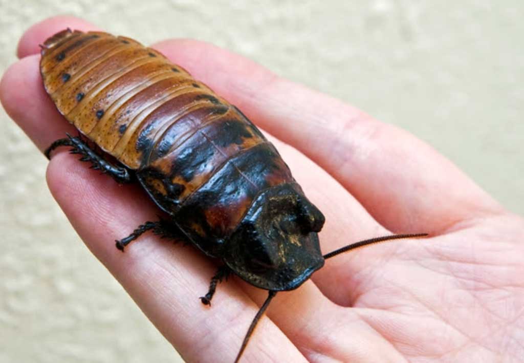 Unusual Pets: Exotic Animals That Make Great Companions | ZooFania