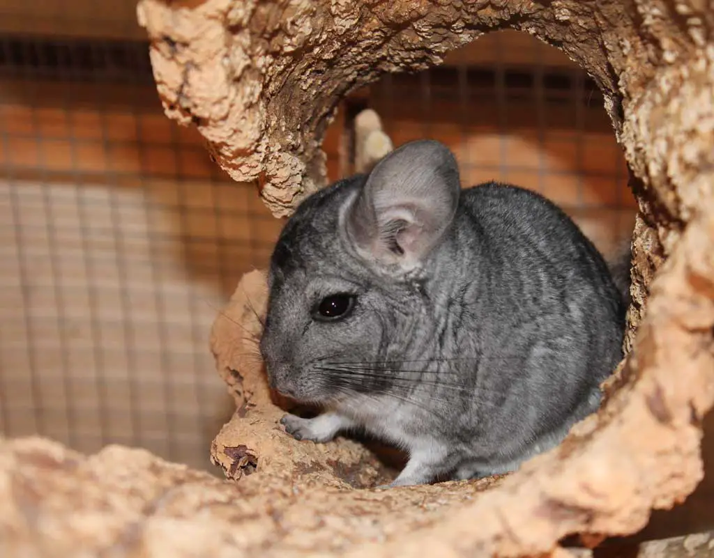 8 Mascotas Inusuales: Animales Exóticos y Compañeros Ideales | ZooFania