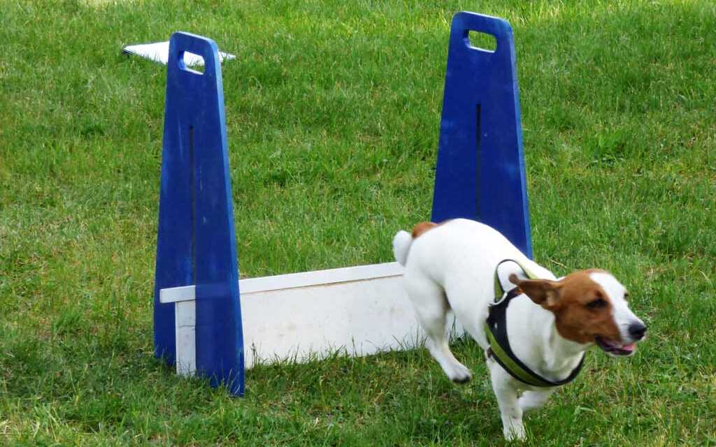 How To Train Your Pet To Do Cool Tricks? | ZooFania