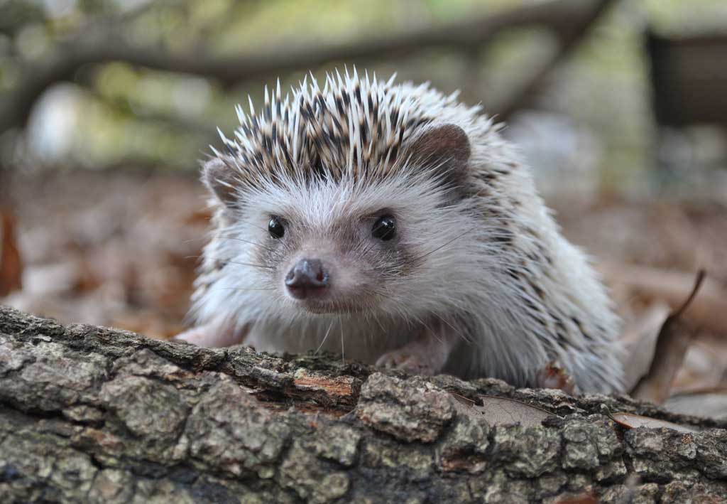 Unusual Pets: Exotic Animals That Make Great Companions | ZooFania