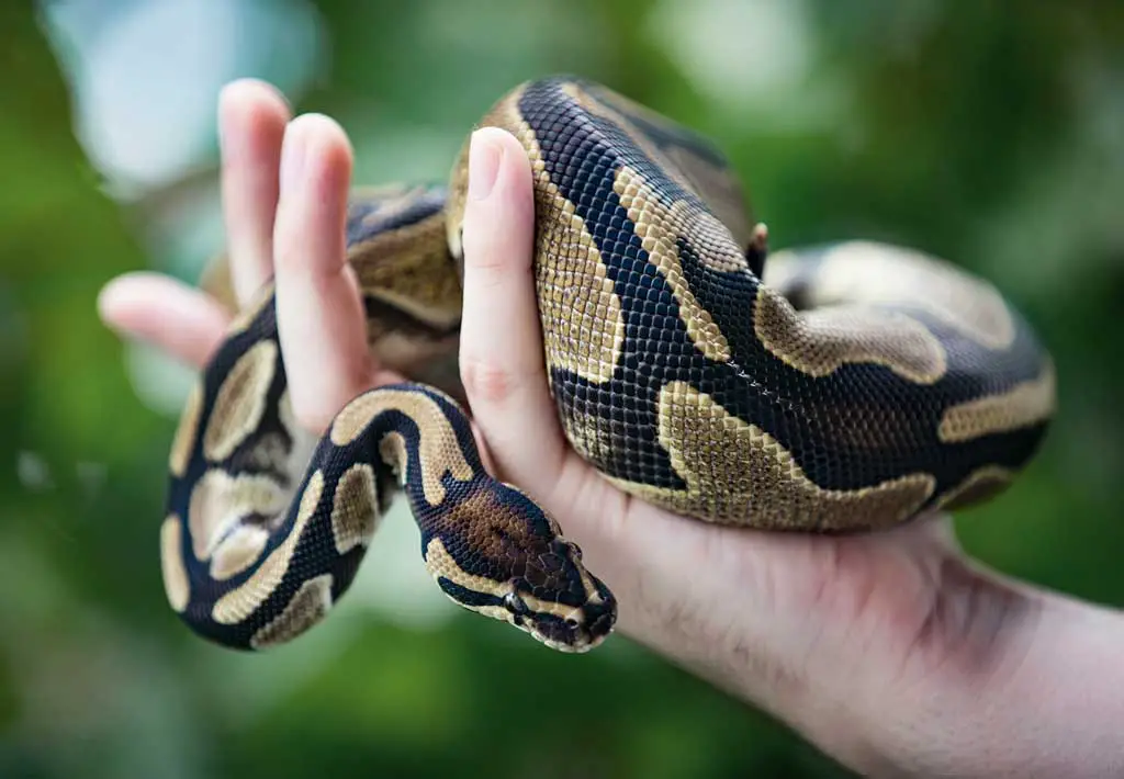 Unusual Pets: Exotic Animals That Make Great Companions | ZooFania