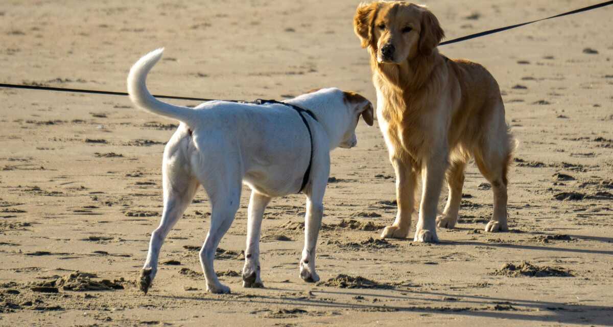 5 Steps To Introducing Your New Pet To Your Other Pets | ZooFania