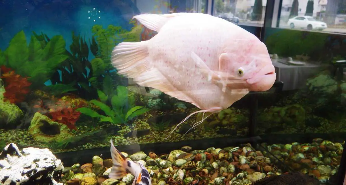 How to Create a Beautiful and Healthy Fish Tank | ZooFania