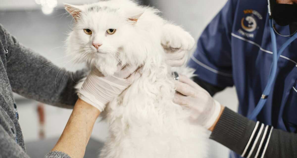 Essential Health Checks for Your Cat | ZooFania