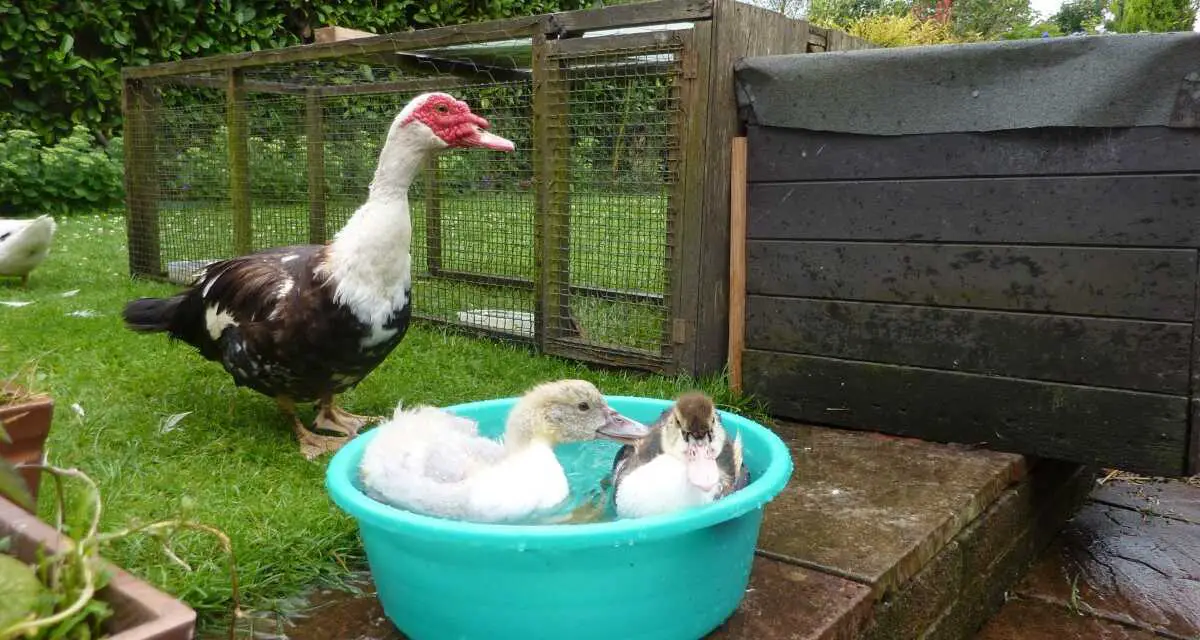 How to Create a Duck-Friendly Backyard | ZooFania