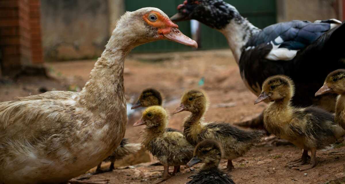 How to Keep Your Duck Safe from Predators? | ZooFania