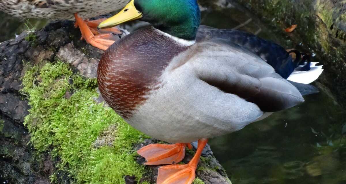 Essential Duck Care Tips for New Pet Owners | ZooFania