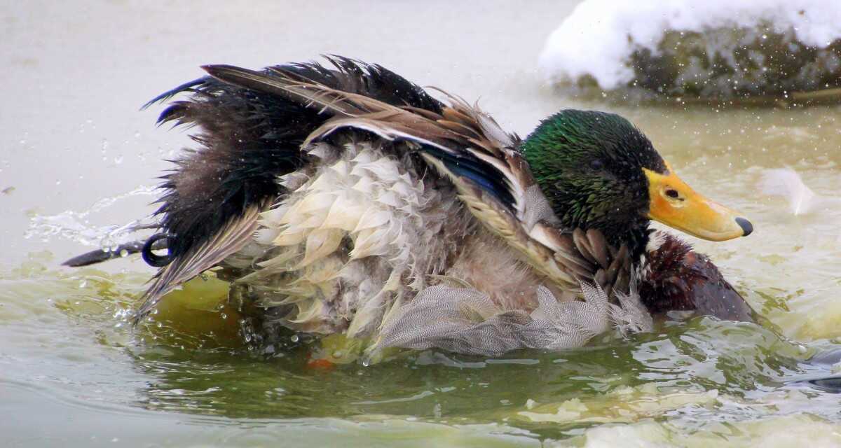 How to Give Your Duck the Perfect Daily Routine? | ZooFania