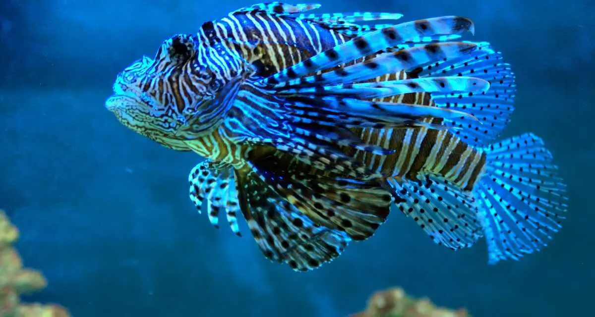 The Ultimate Guide to Caring for Your Pet Fish | ZooFania