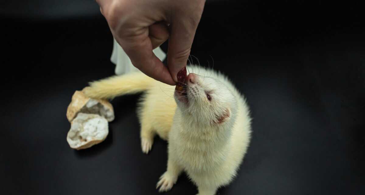 Ferret Diet and Nutrition: What They Can and Can’t Eat | ZooFania