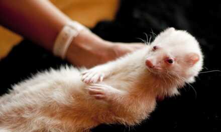 How to train your ferret? | ZooFania