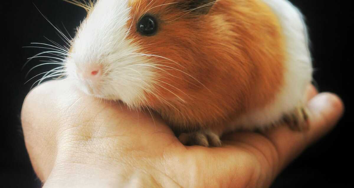 The Ultimate Guide to Guinea Pig Care | ZooFania