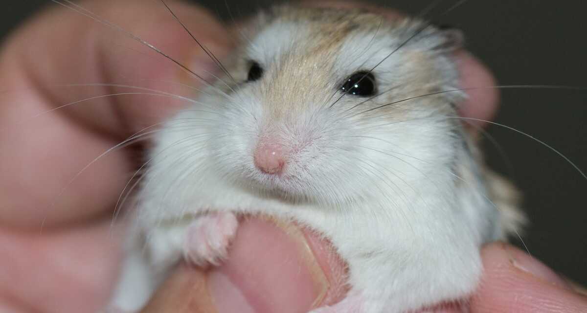 Common Hamster Health Problems and How to Prevent Them | ZooFania