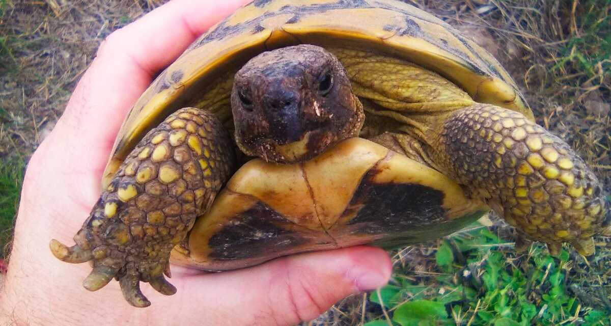 Turtle Care Guide: Everything You Need to Know | ZooFania