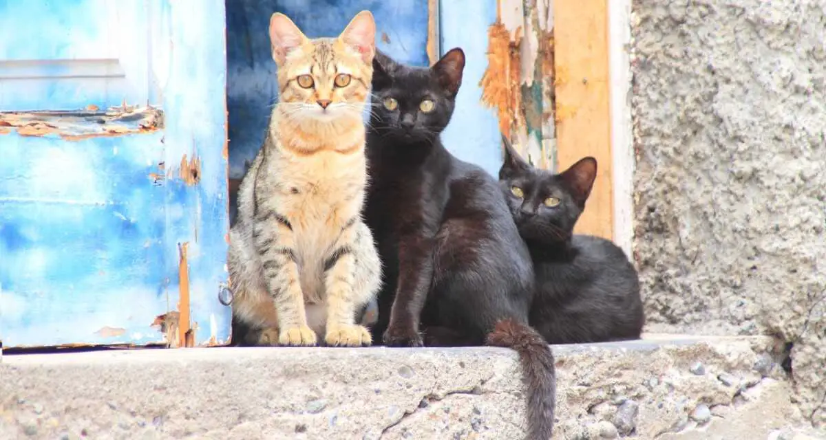 How to Handle Multiple Cats in One Home? | ZooFania